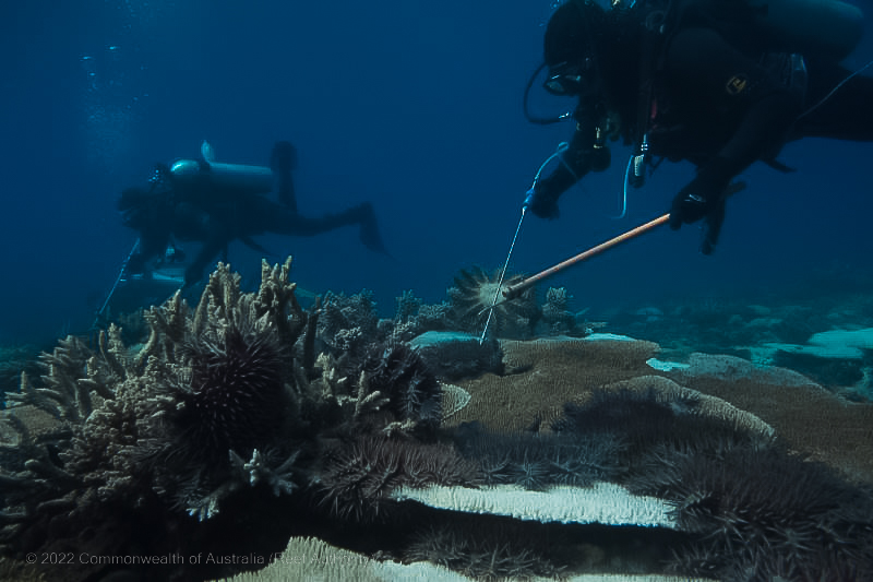 Crown of thorns Starfish Reef Authority